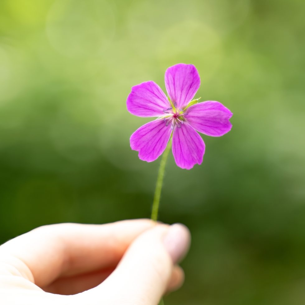 Tend The Well | The inner path to healing - with Noe Venable